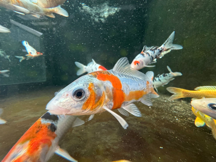 Grasmere Garden Centre - Aquatics