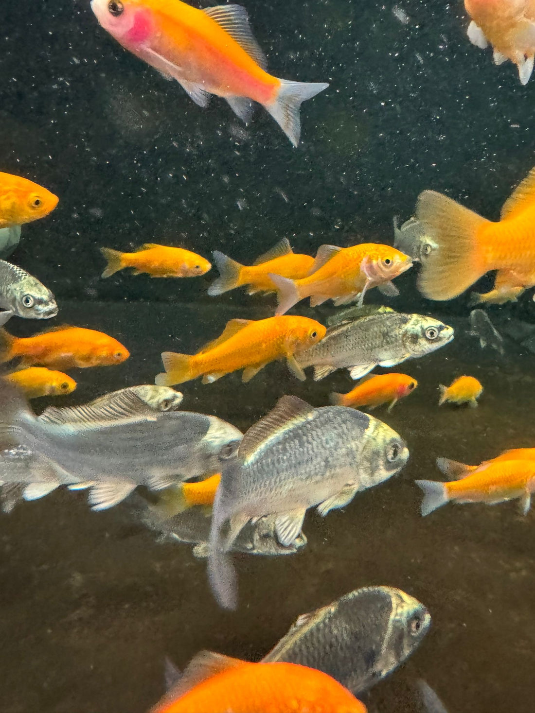 Grasmere Garden Centre - Aquatics